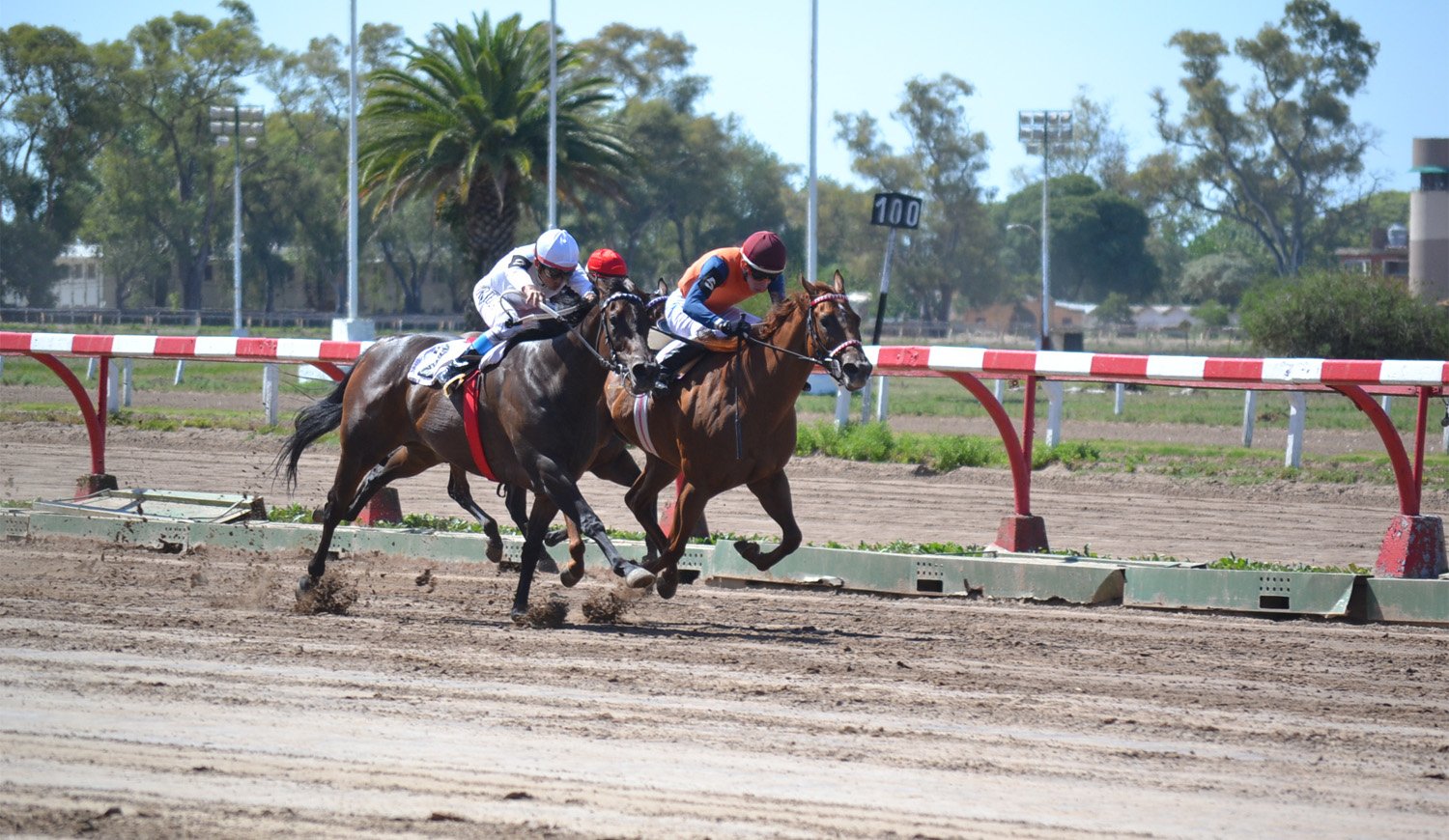 Vida Amorosa le hizo sudar la gota gorda a Jumpy Spring, que la alcanzó ...